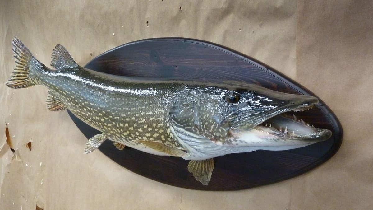 Hauki ei ole ihmisvihamielinen – se luulee polskivaa jalkaa ruoaksi ...