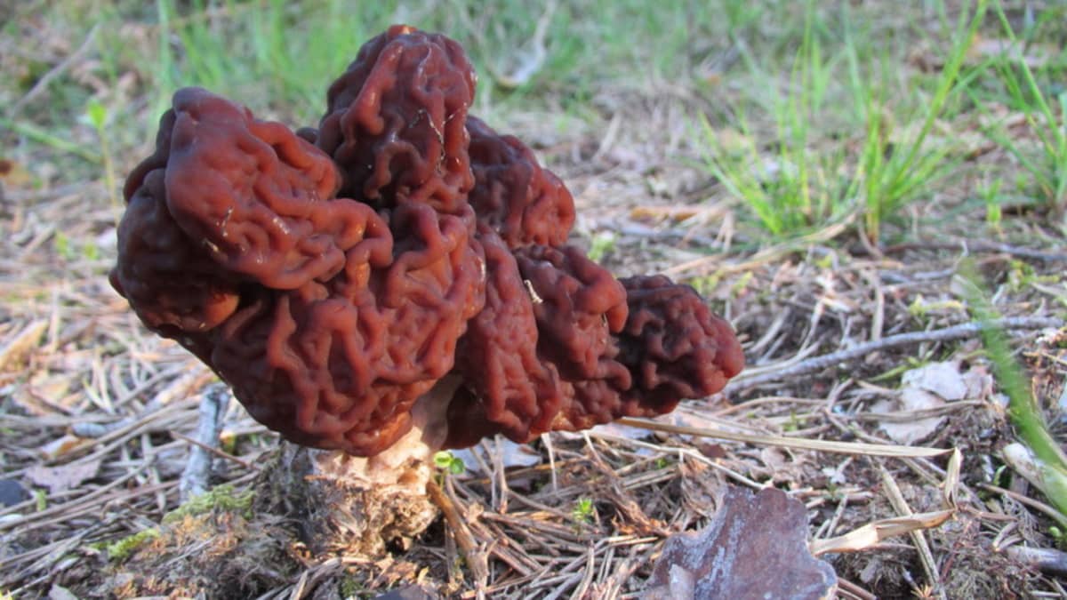 Korvasieni kaipaisi sadetta | Yle Uutiset