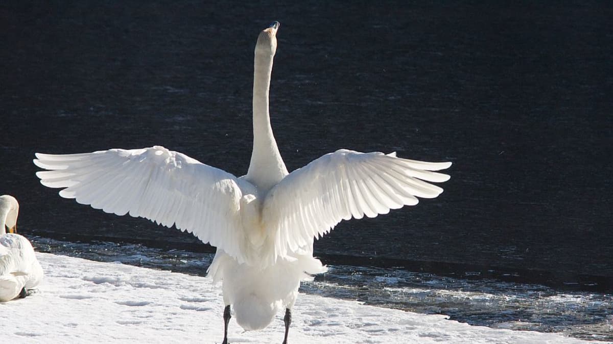 Joutsen jäätyy kiinni jaloistaan todella harvoin | Yle Uutiset