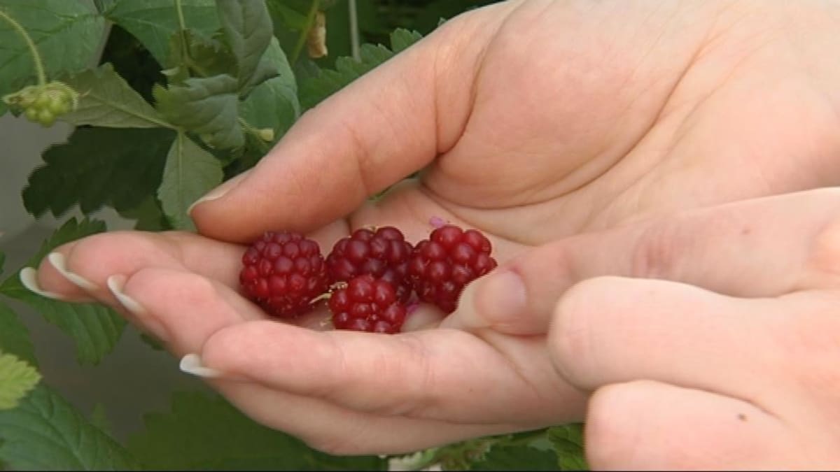 Mesimarjasta kehitetään taloudellisesti kannattavaa viljelykasvia | Yle ...