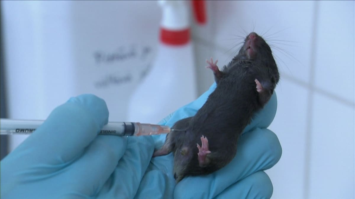 Mitä mieltä eläinkokeista lääkkeiden testauksessa? | Yle Uutiset