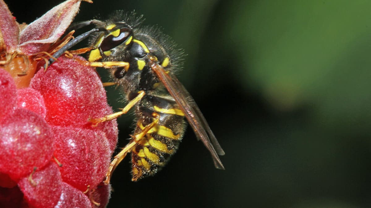 Ampiaisen pisto on kahdelle sadasta hengenvaarallinen – tunnista nopeaa ...