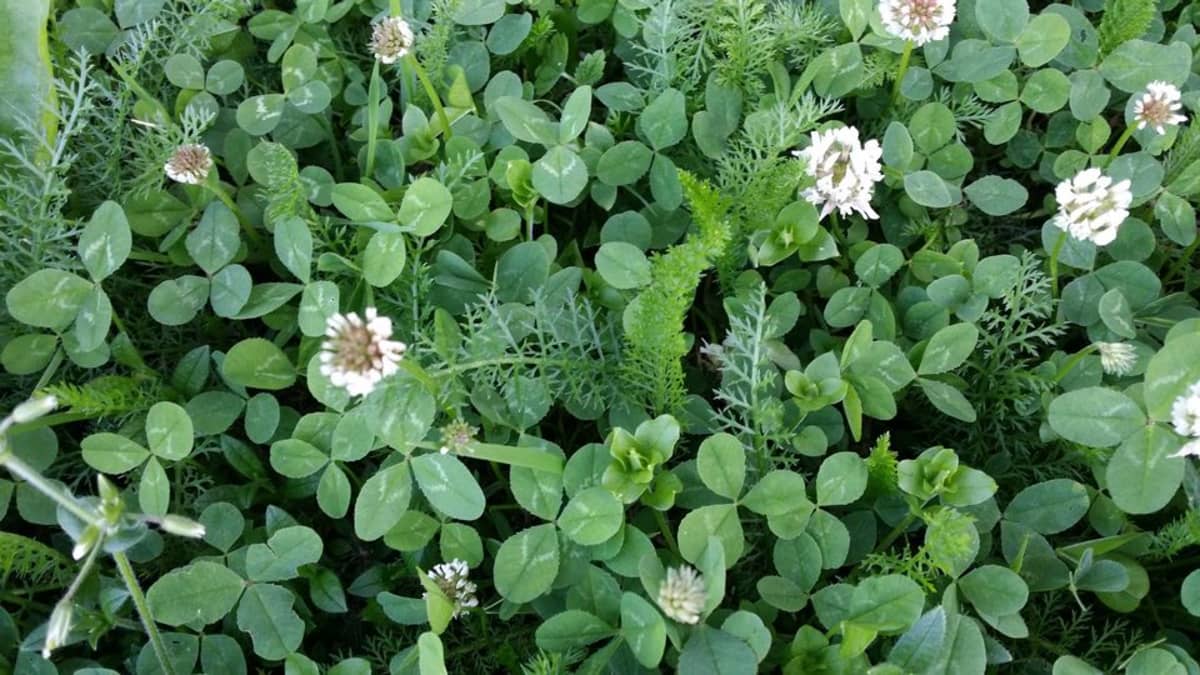 Neliapila ei ole harvinaisuus: "Viitseliäs löytää kyllä" | Yle Uutiset