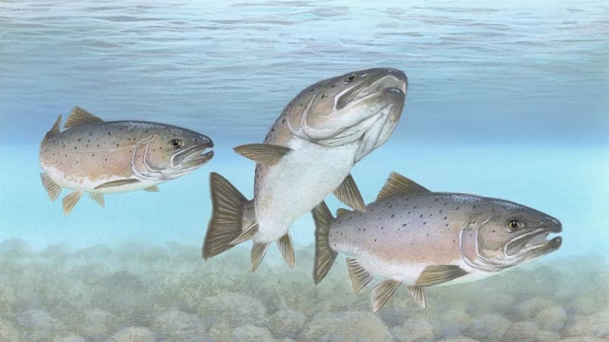 USA sallii siirtogeeniset lohet – kunhan ne kasvatetaan muualla | Yle ...