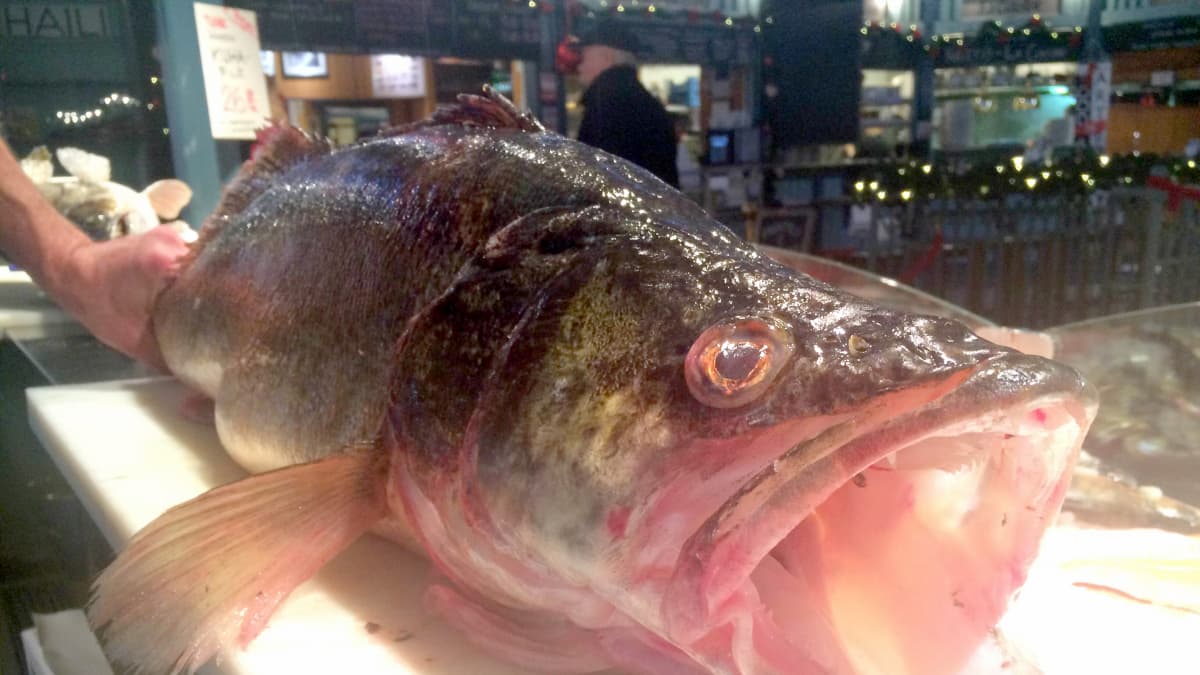 Hillitön kuha nousi Tampereen Pyhäjärvestä – "isoin näkemäni 30 vuoteen ...