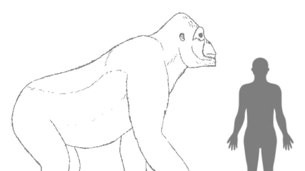 Maailman suurin apina ei pystynyt sopeutumaan ilmastonmuutokseen | Yle ...