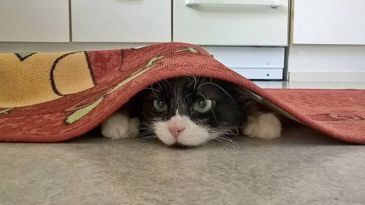 Nainen kesytti villikissan – rahat menivät lääkärilaskuihin: "En silti ...