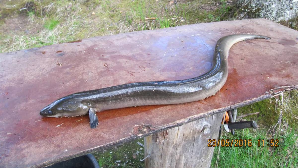 Katiskasta nousi metrinen ankerias – ikää vähintään 40 vuotta | Yle Uutiset