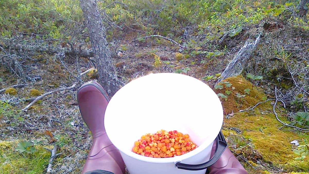 Suot pullistelevat hillaa mutta ostajat sulkivat luukut – Ranualla ...