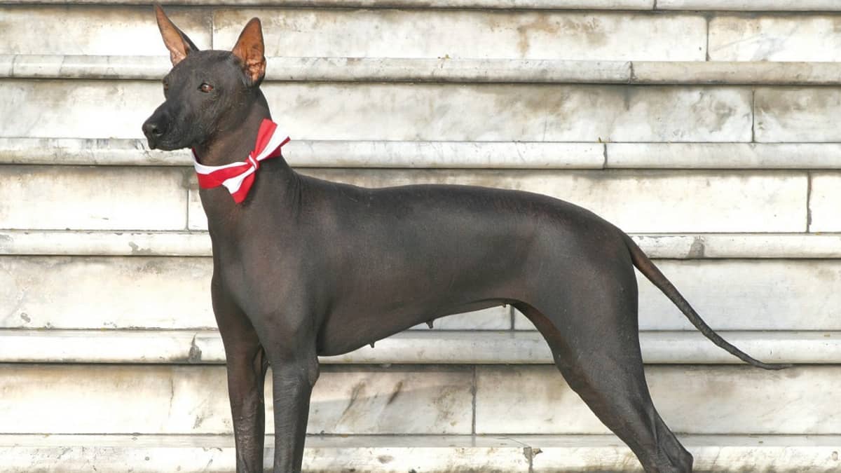 Uhrattujen koirien muumiot yllättivät muinaisella hautausmaalla | Yle ...