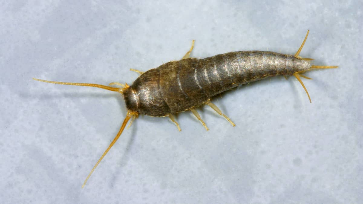 Testaa: Tunnistatko kymmenen kodin tuhoeläintä? | Yle Uutiset