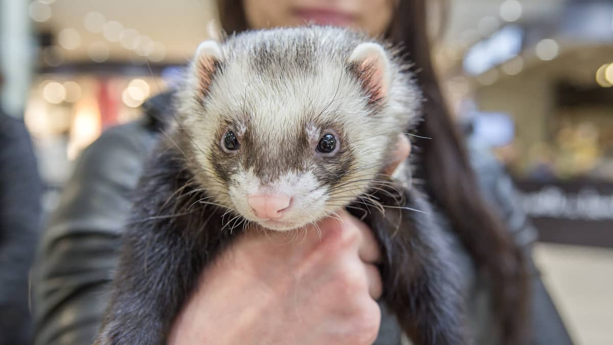 Video: Fretin ulkoiluttajaa ei jätetä rauhaan kauppakeskuksessa: "Ei ...