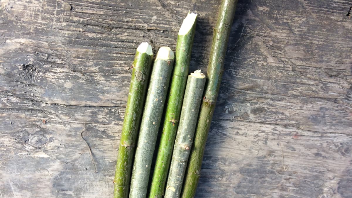 Pajupillin tekeminen on mukavaa puuhaa – näillä ohjeilla onnistut | Yle ...