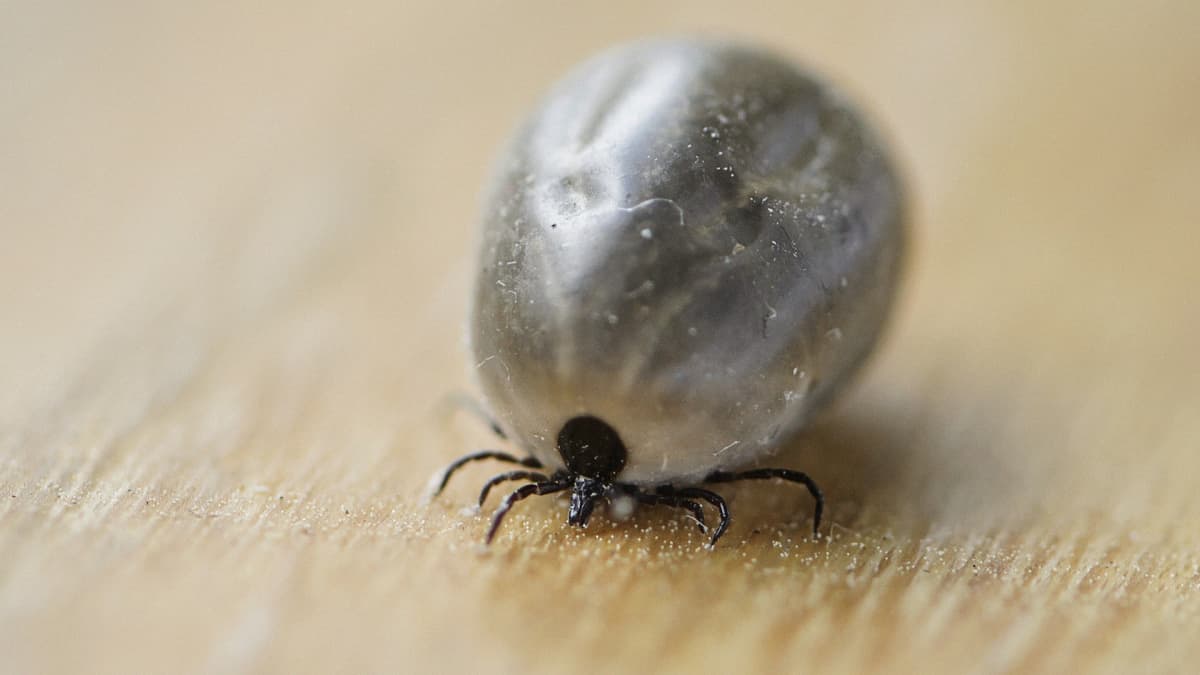 Punkinpuremaa ei voi lääkitä varmuuden vuoksi: "Söisimme 50 turhaa ...