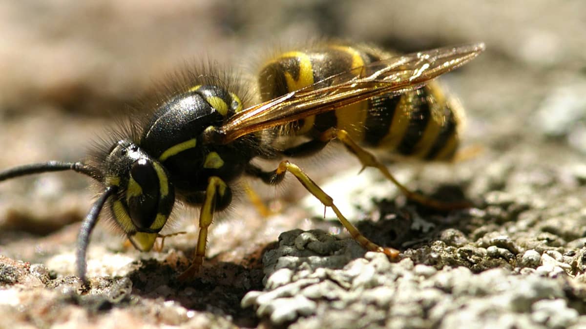 Ampiaisen pisto tarkoittaa talliyrittäjä Elina Sjögrenille ...