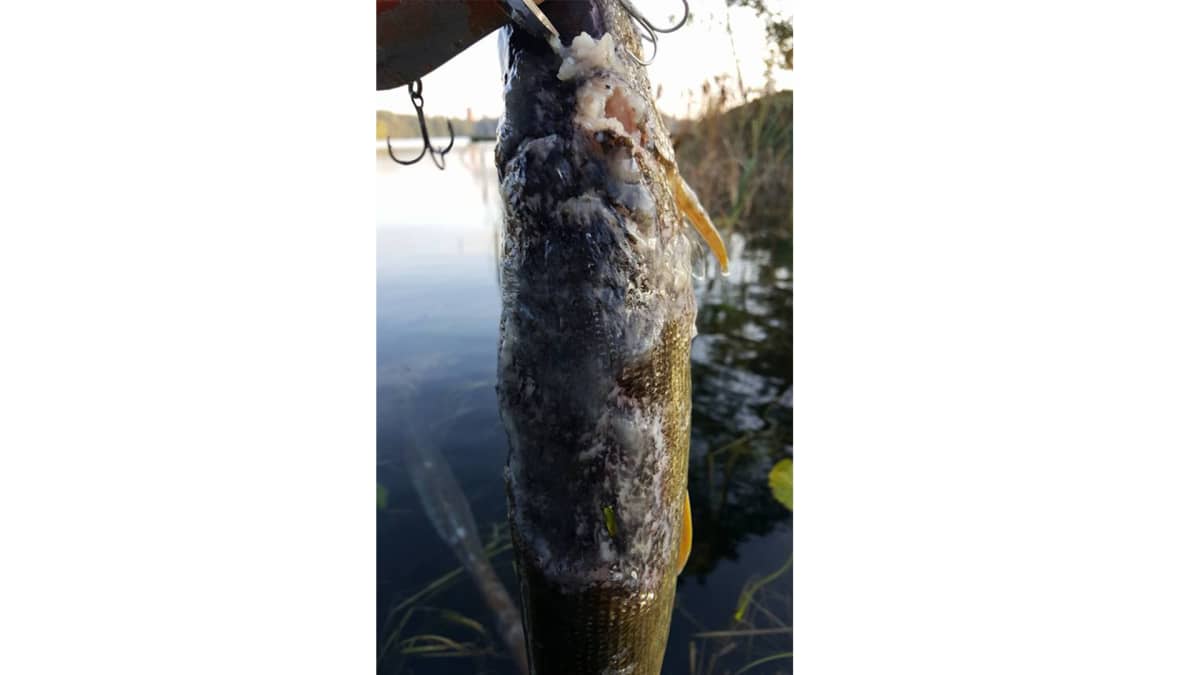 Littoistenjärvestä löytyi rakkulaisia haukia – asiantuntijat ...