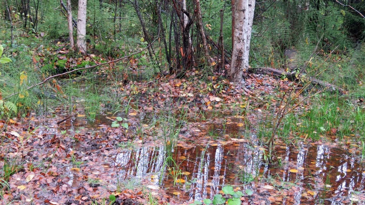 Suomen suot suojelevat muinaismuistoja – turpeessa voi olla myös ...