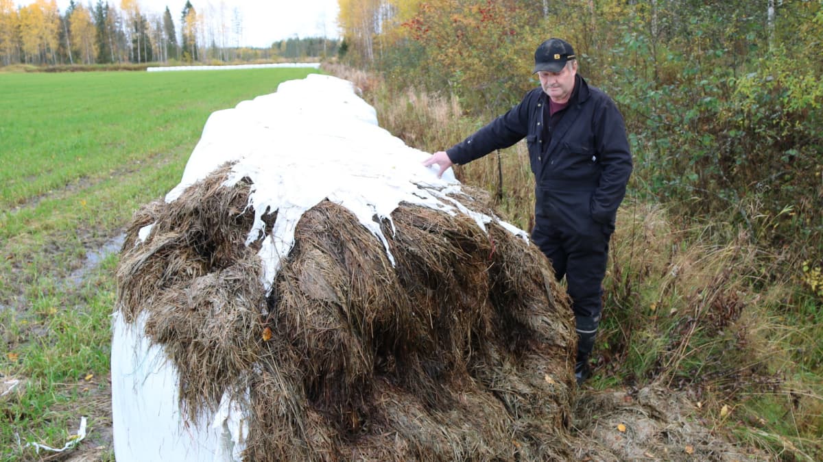 Karhut tekevät ennätyksellisen paljon vahinkoa Lieksassa: kymmeniä ...