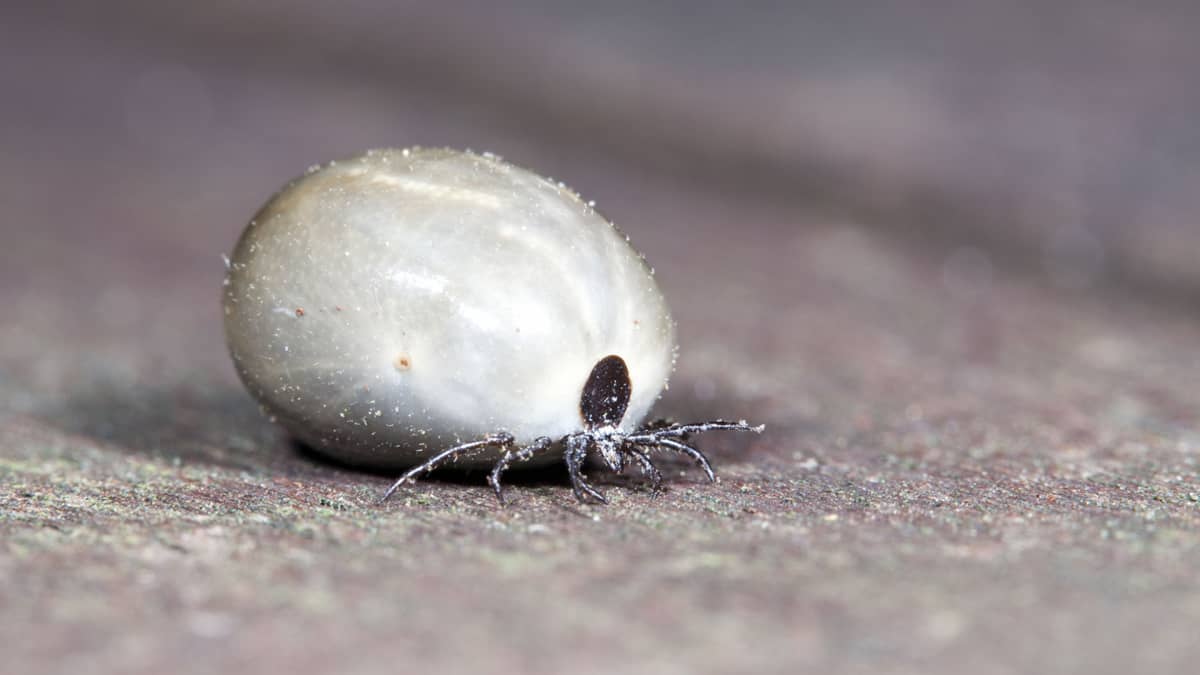 Punkit vaanivat jo dinosauruksia – tutkijat nimesivät löydön Draculaksi ...