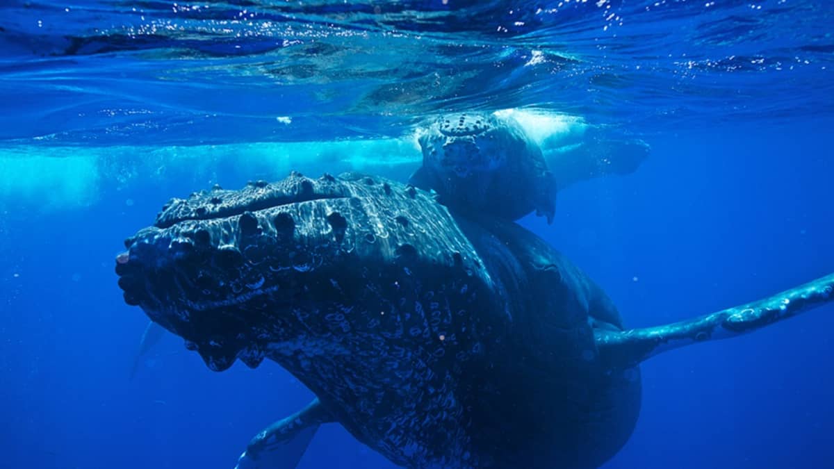 Tutkimus: Valaiden hittibiisit siirtyvät esittäjältä toiselle läpi ...