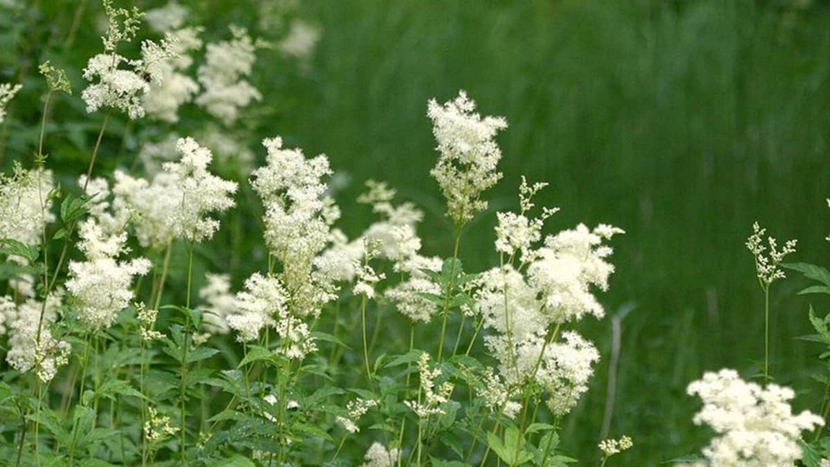 Vuoden luonnonyrtiksi valittiin mesiangervo | Yle Uutiset | yle.fi