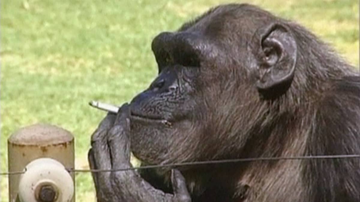 Tupakoiva simpanssi Charlie kuoli | Yle Uutiset | yle.fi