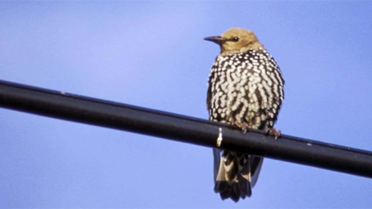 Suuria kottaraisparvia Kanta-Hämeessä | Yle Uutiset