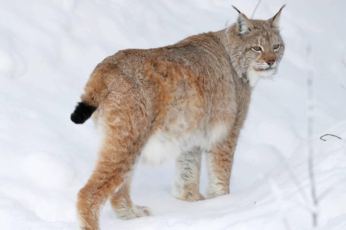 Ähtärin eläinpuistosssa riehunut villi ilves lopetettiin – ehti tappaa ...