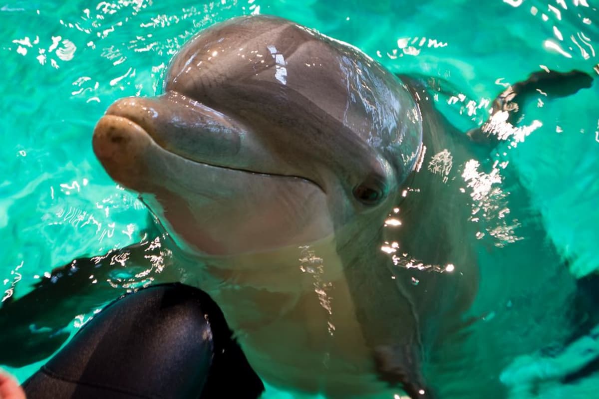 UUTISET: 08.06.21 Ti Veera-delfiini on kuollut