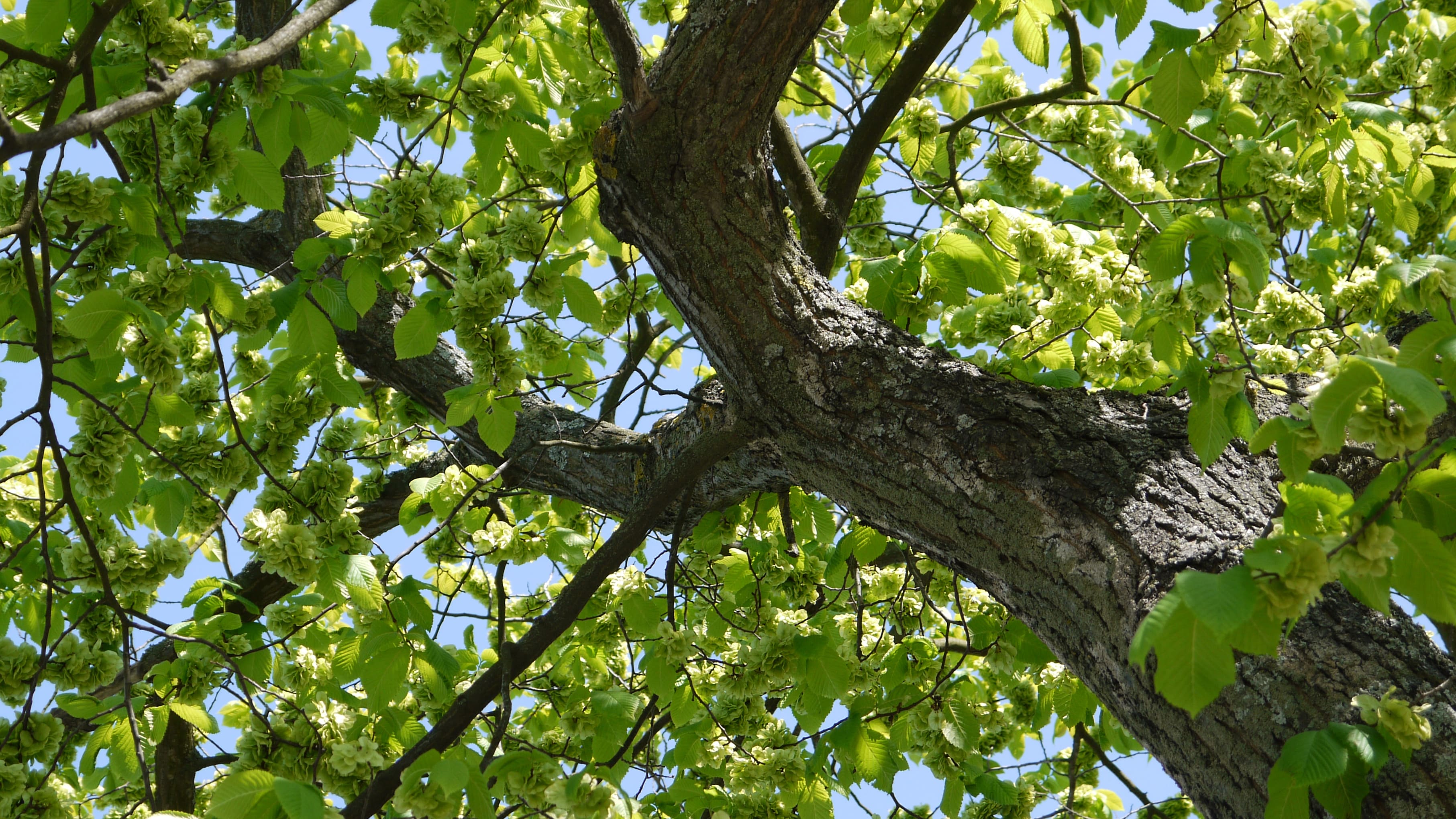 Jalava, karhea ja kaunis puu | Puisevia tarinoita | Radio | Areena | yle.fi