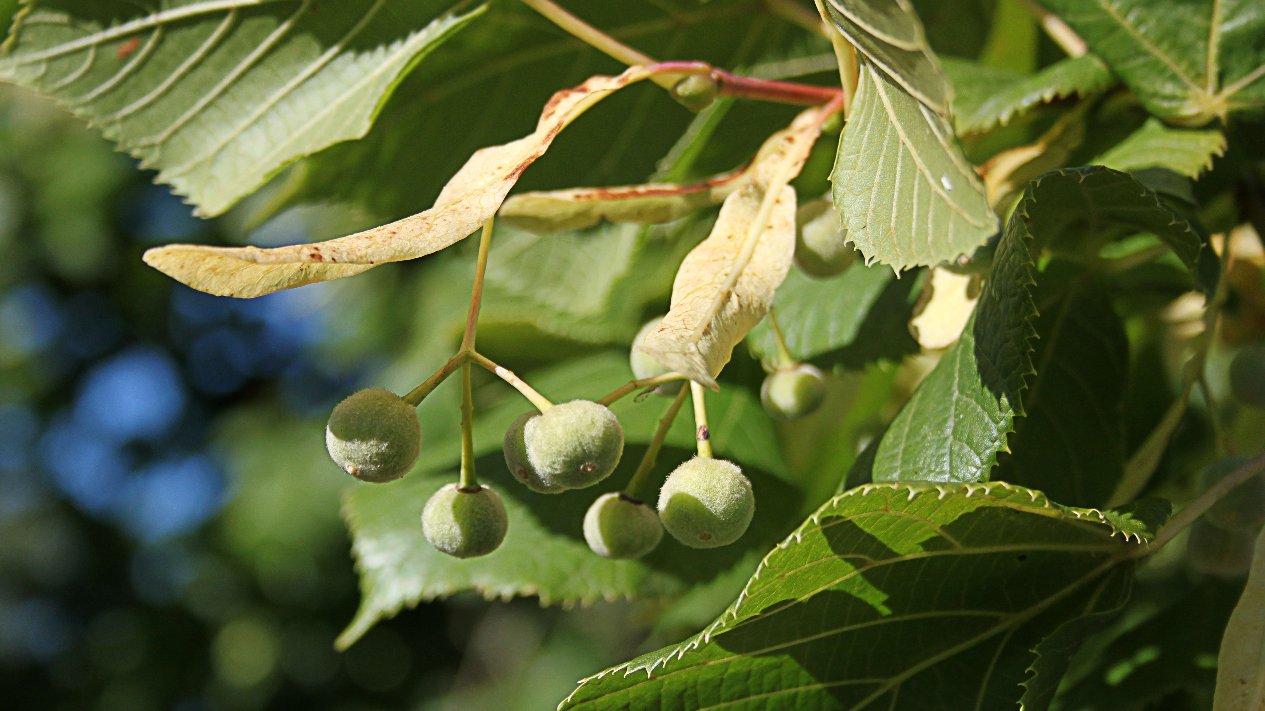 Jalava, karhea ja kaunis puu | Puisevia tarinoita | Radio | Areena | yle.fi