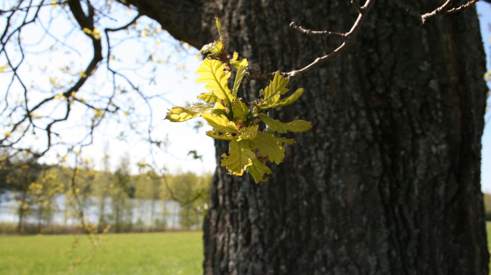 Jalava, karhea ja kaunis puu | Puisevia tarinoita | Radio | Areena | yle.fi